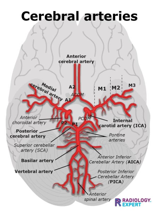 posterior cva