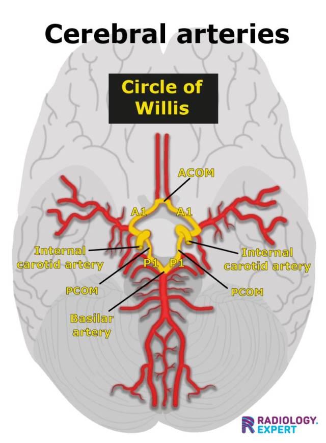 visual cortex blood supply