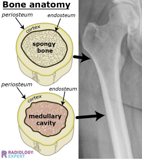 Bone tumours