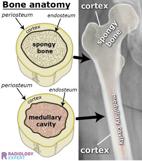 Bone tumours
