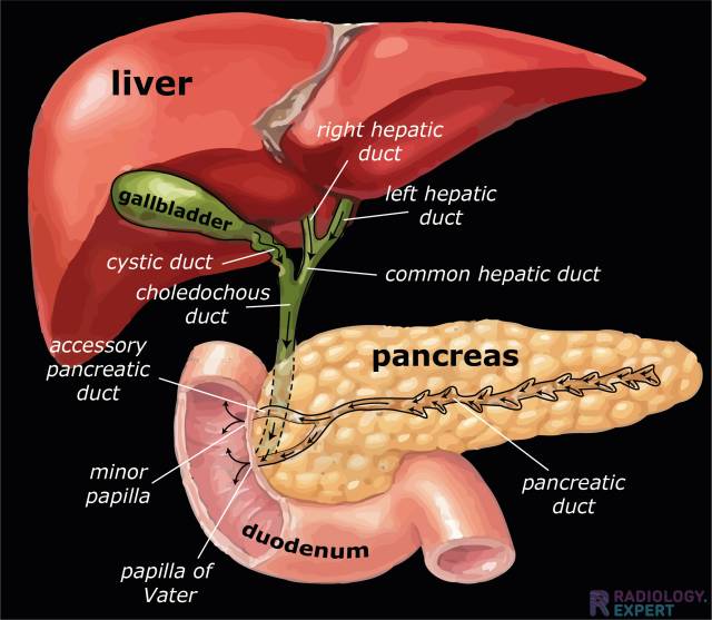 Normal Pancreatic Duct Anatomy