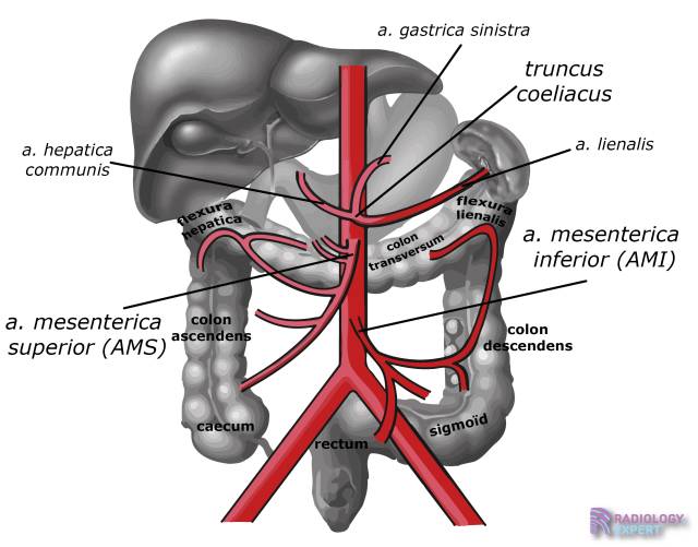 Arteria Lienalis Aorta Abdominalis Flashcards | Memorang