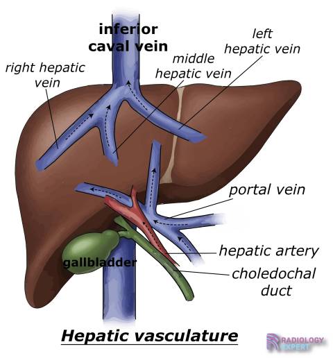 Abdominal ultrasound