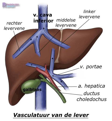 Diagrama De Hepatica Luisana01 Presentations