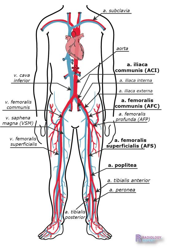 Vasculaire Interventie