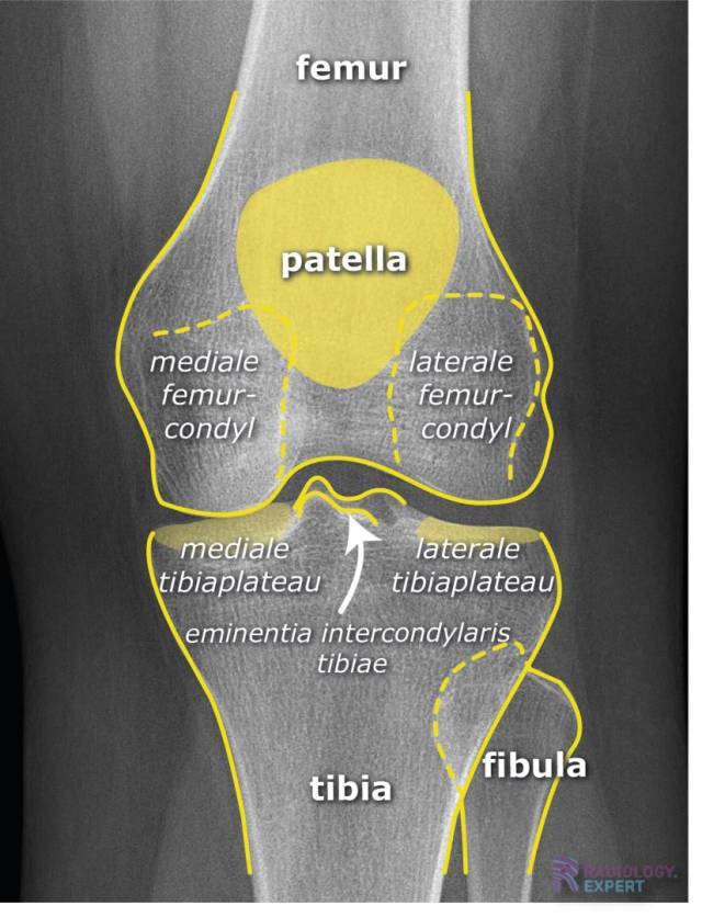 Eminentia Intercondylaris A Proposed New Rotating Reference Axis For