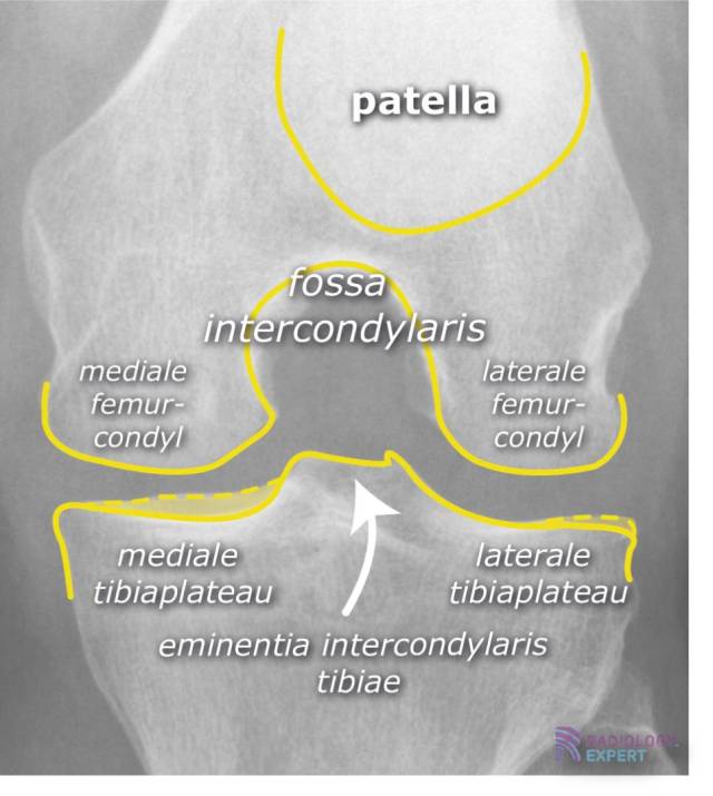 Eminentia Intercondylaris A Proposed New Rotating Reference Axis For