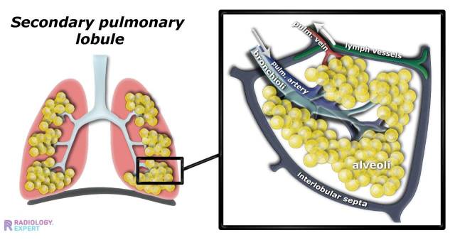 Secondary Pulmonary Lobule